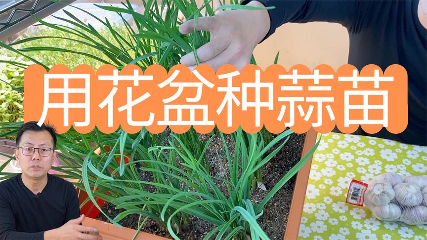 用花盆种蒜苗,土培蒜苗的优点有哪些?看看我的懒人种法!