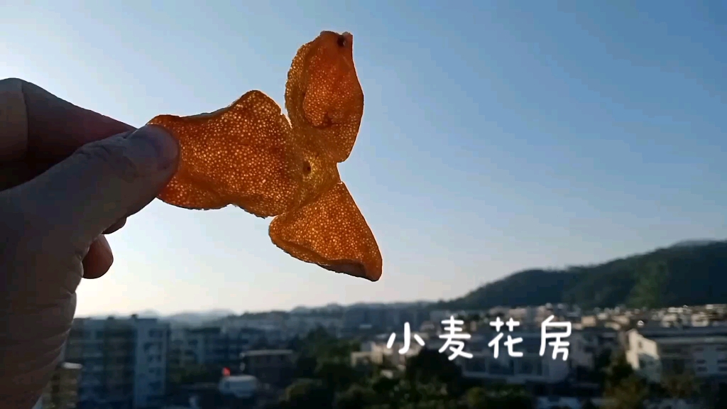 晒点 新会陈皮 煲绿豆沙