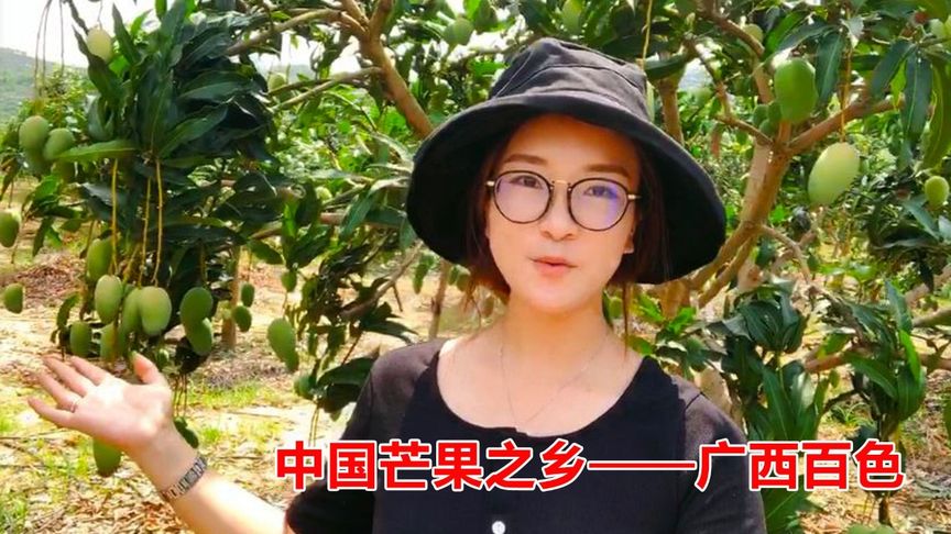 一颗芒果树能结300多斤的果,难怪广西百色芒果基地种植180多亩