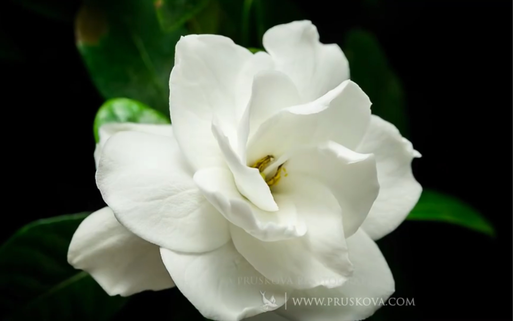 各种花的开放过程~~ 超美的!