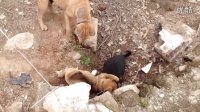 小黑背PK假四眼