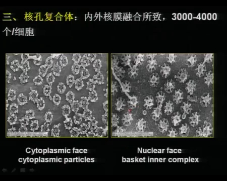细胞核与遗传信息储存