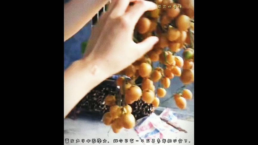 吃了那么久的黄皮,现在才知道它原来有这么多的功效!