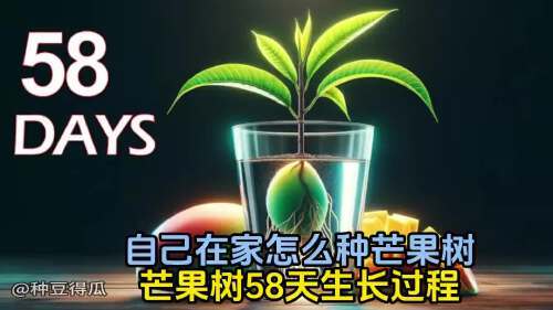 自己在家怎么种芒果芒果树58天的生长过程