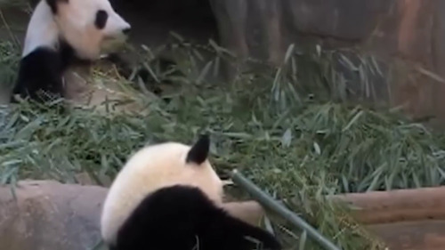 动物刚出生时的样子有多可爱?国宝大熊猫幼崽你见过吗?