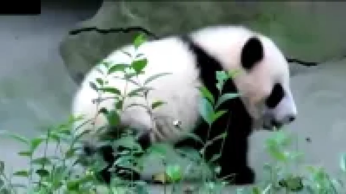 大熊猫走路的样子超可爱