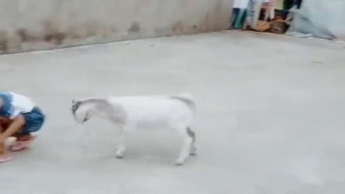 这羊的模仿能力真强,感觉要成精了!