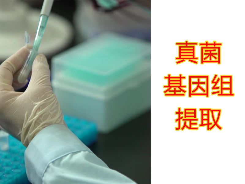 【实验】丝状真菌基因组DNA的提取原理,操作方法
