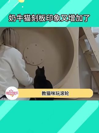 智商不详,模仿力极强!#搞笑 #动物迷惑行为大赏 #小猫咪能有什么坏心眼