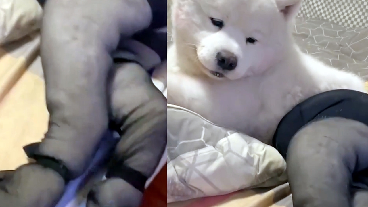 宠物狗穿黑丝秒变“性感女郎”,躺床上姿势妖娆,主人直呼辣眼睛