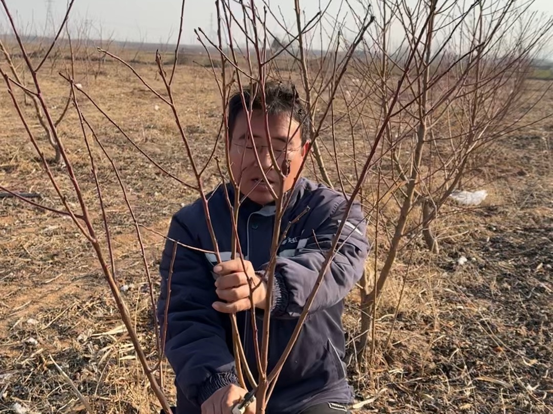 小桃树整形修剪方法分享