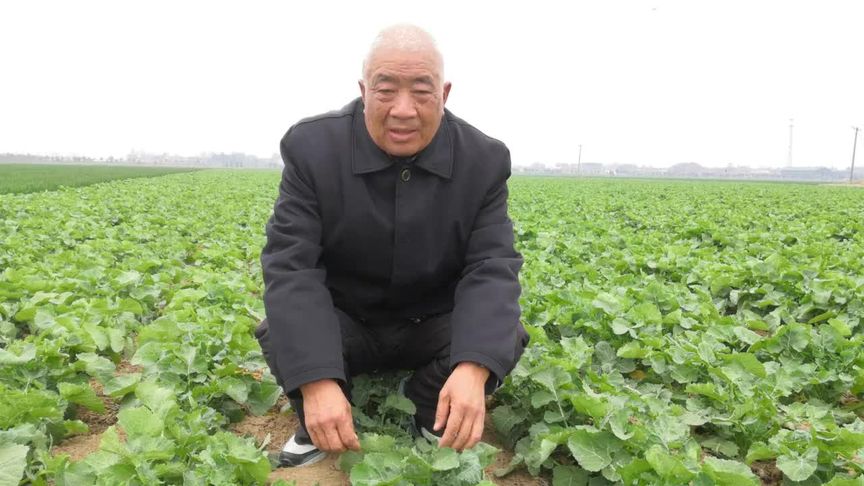 夺取油菜高产的关键措施种植户要加强重视补施硼肥