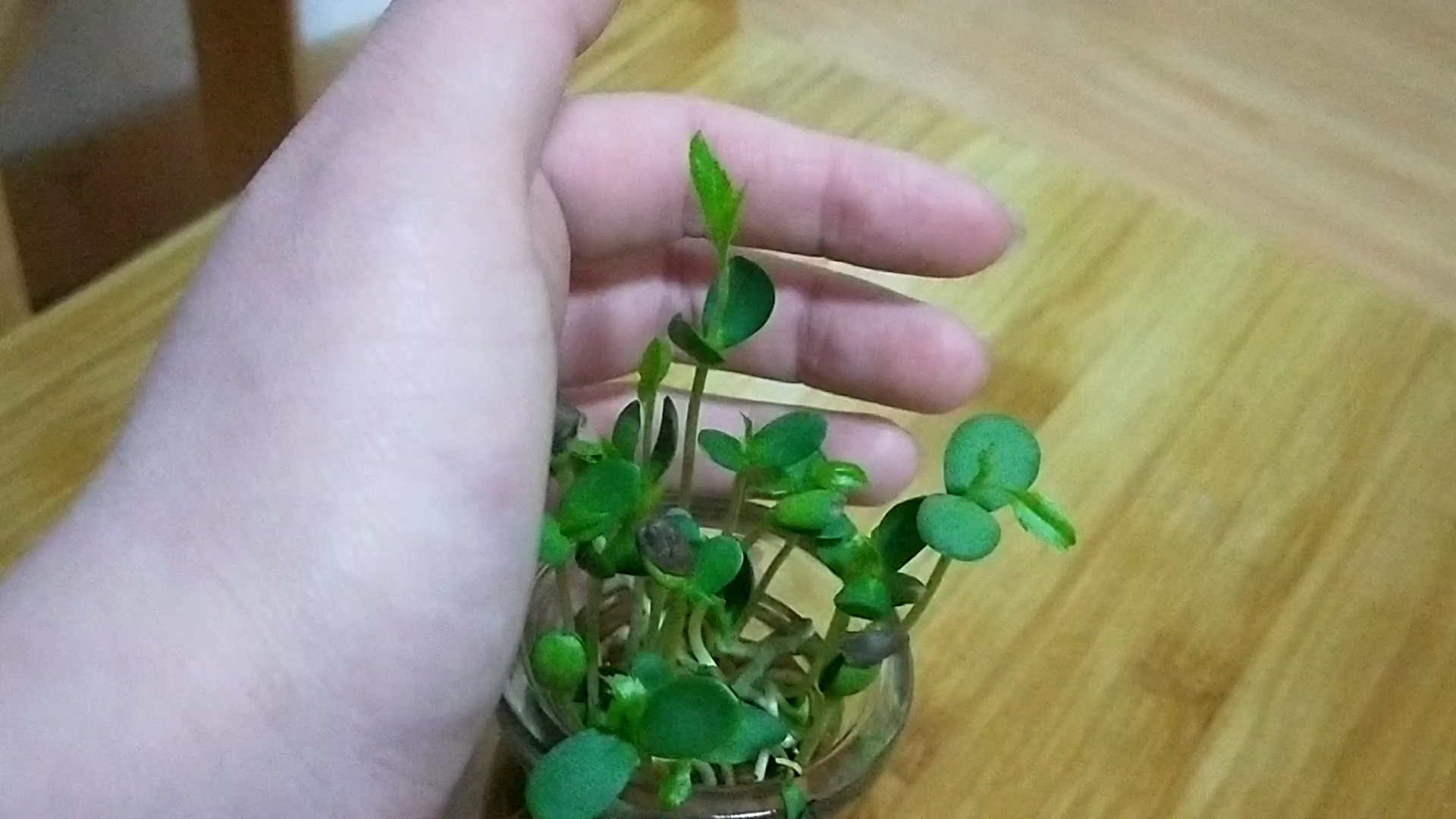 “水培”一下苹果种子