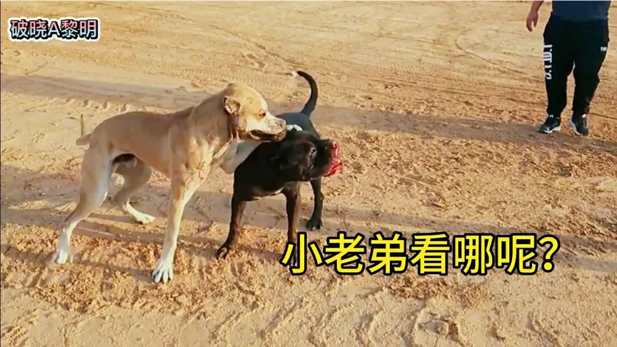 邻居家的纯种比特犬挑战朋友家 的库达犬,凶猛巨犬打斗 就是猛
