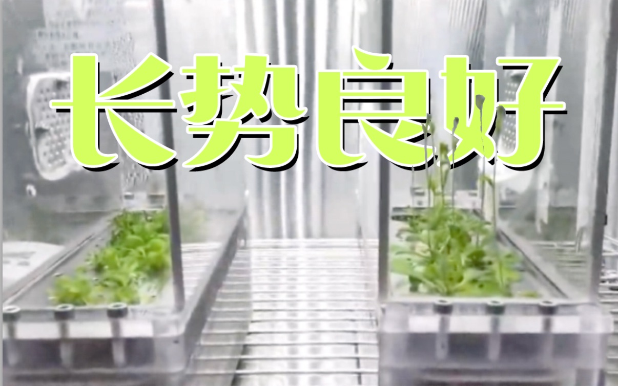 问天实验舱任务进展顺利,植物生长状态良好