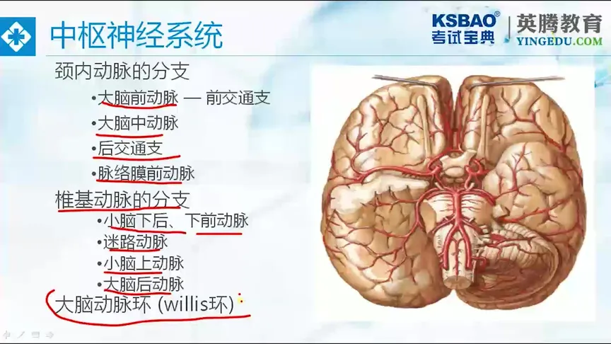 第1章:人体解剖学与生理学-第7节神经系统-脑和脊髓、被膜脑脊液