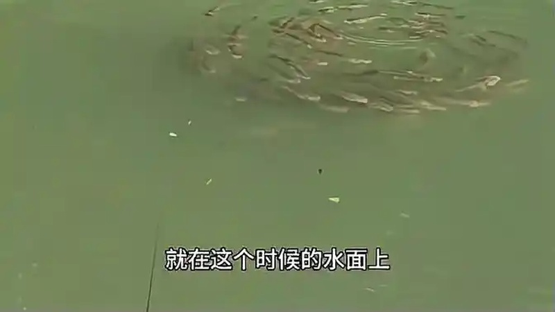 野外钓鱼的男子,在一处偏僻的水塘中,看到了成群的鱼儿浮在水面