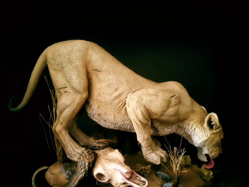 动物模型 动物gk 非洲动物 猫科动物 狮子老虎