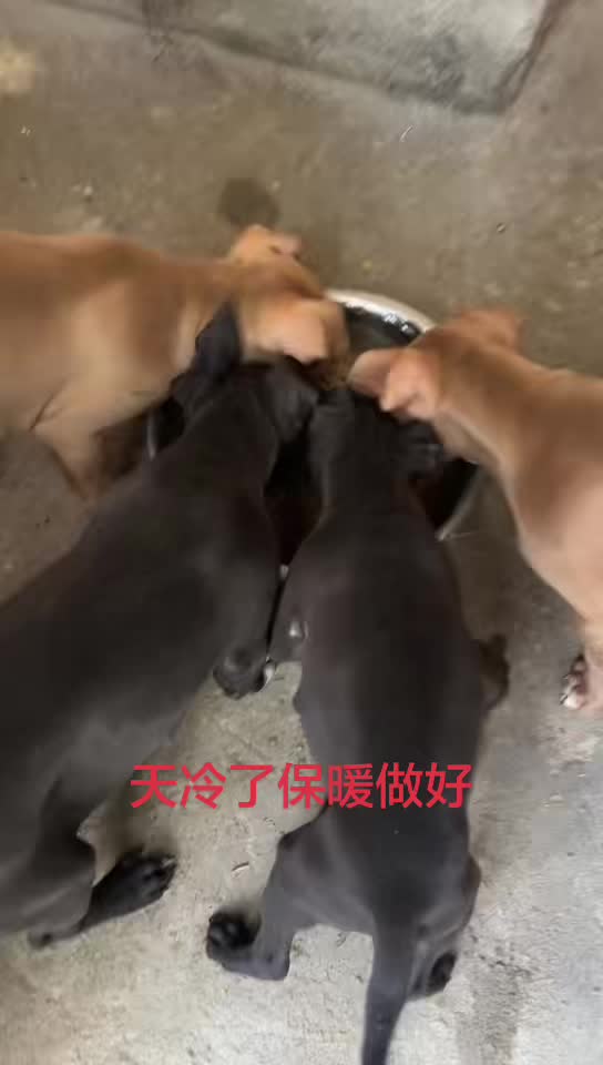#幼犬 #纯种犬 #比特犬 养小狗没啥技巧,干净,通风,少喂多餐。