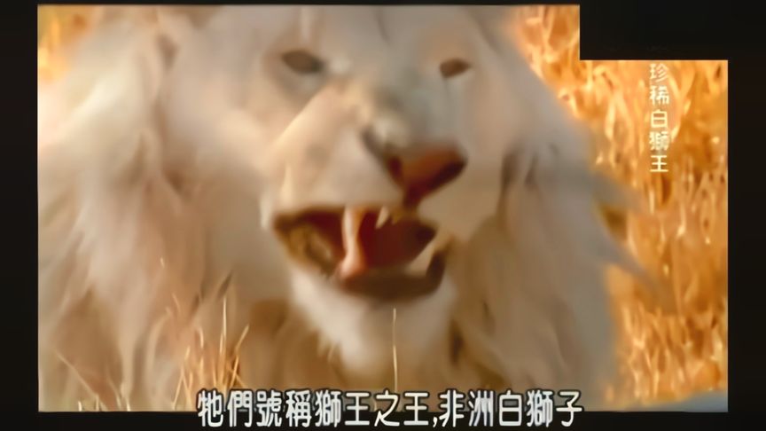 狮王之王,珍稀白狮王