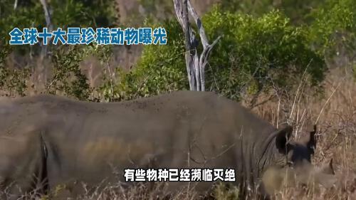 全世界最珍稀的10种动物!第一种我国只剩下最后一只!