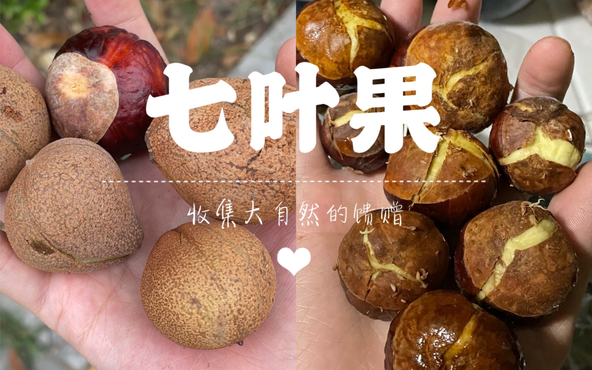 七叶树种子的处理方法