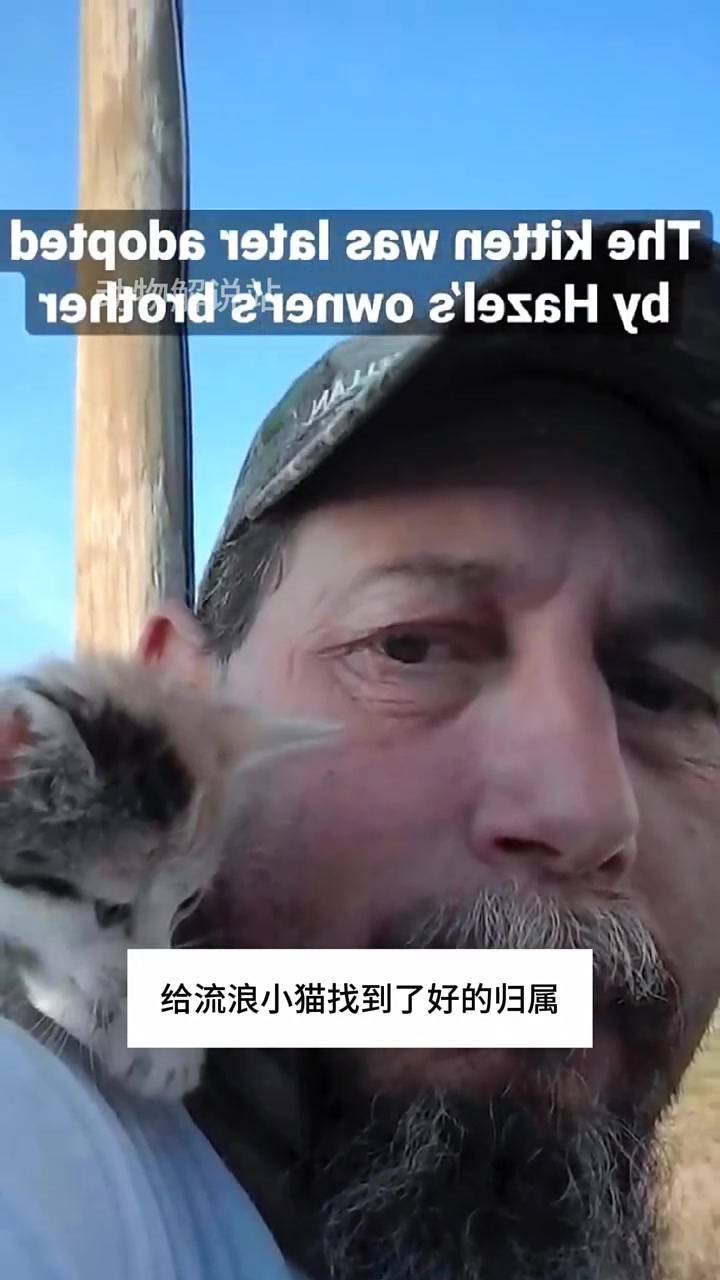 小狗救助流浪猫,成功将它带回家