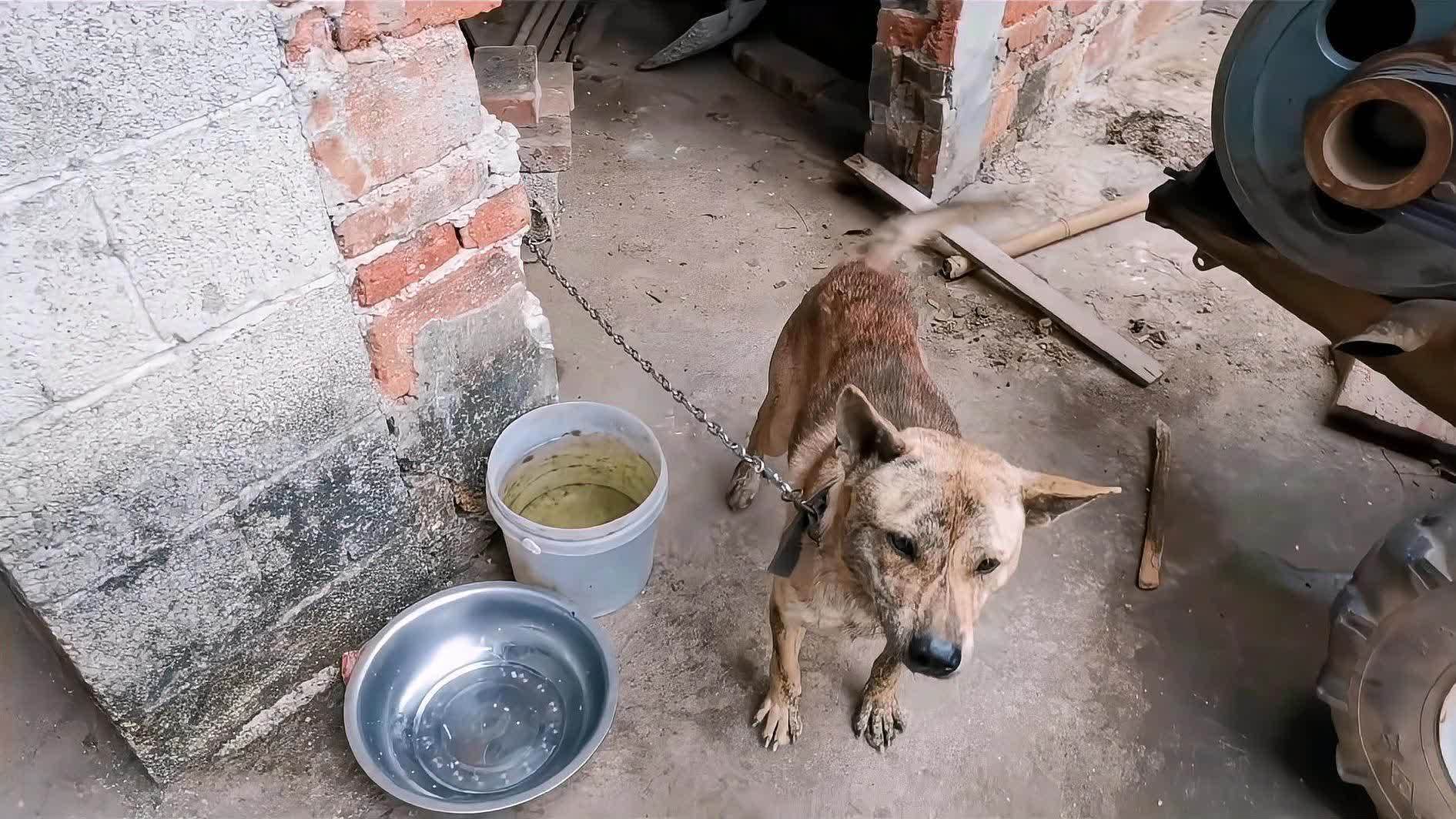 分享养狗日常,讲述中华田园犬的习性