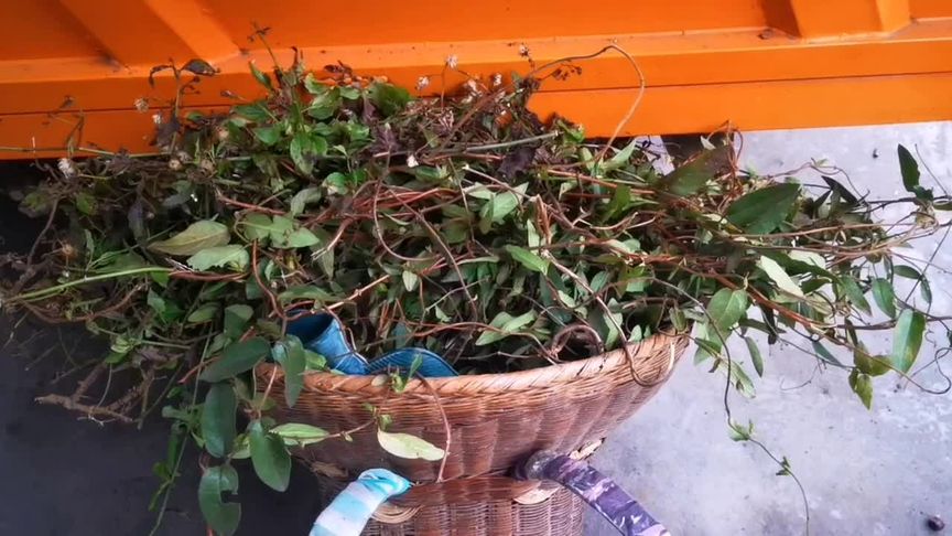 用这个煮来洗澡?它还有这作用?