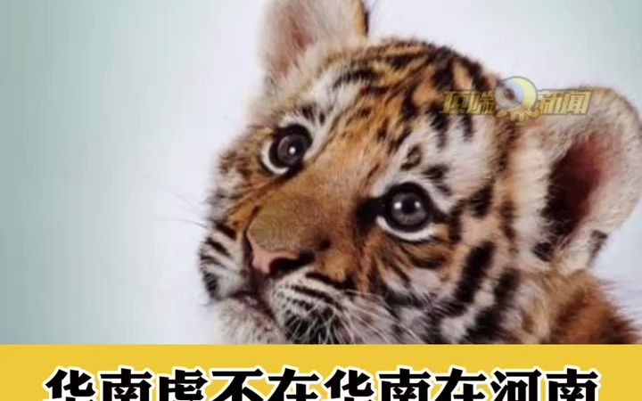 华南虎不在华南在河南,河南目前已有63只华南虎