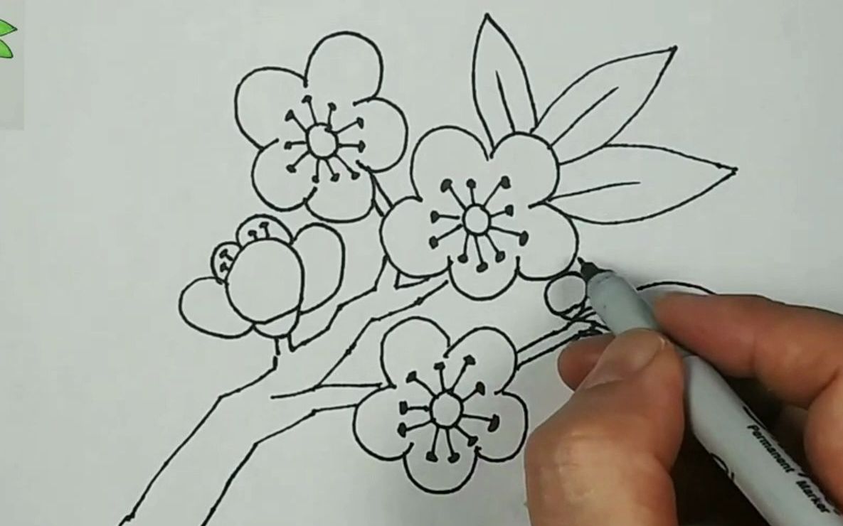【简笔画】桃花,每天一幅简笔画(线稿)