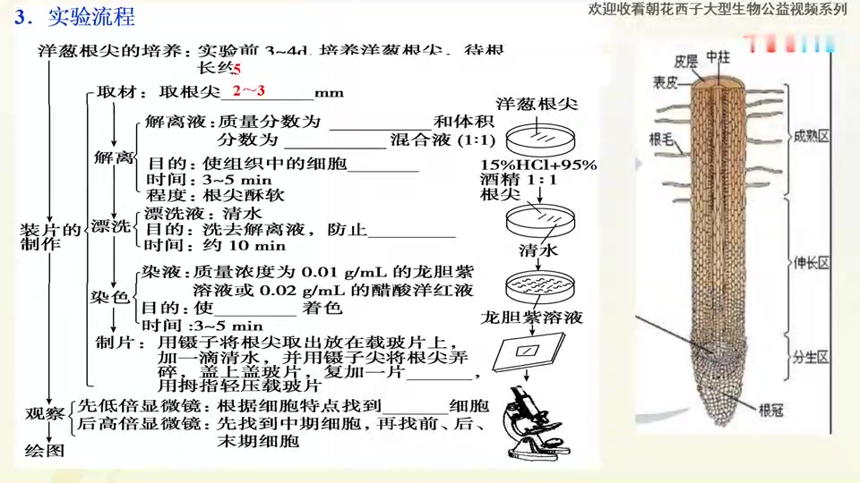 高中生物必修一细胞增殖(课时2)观察植物细胞有丝分裂实验