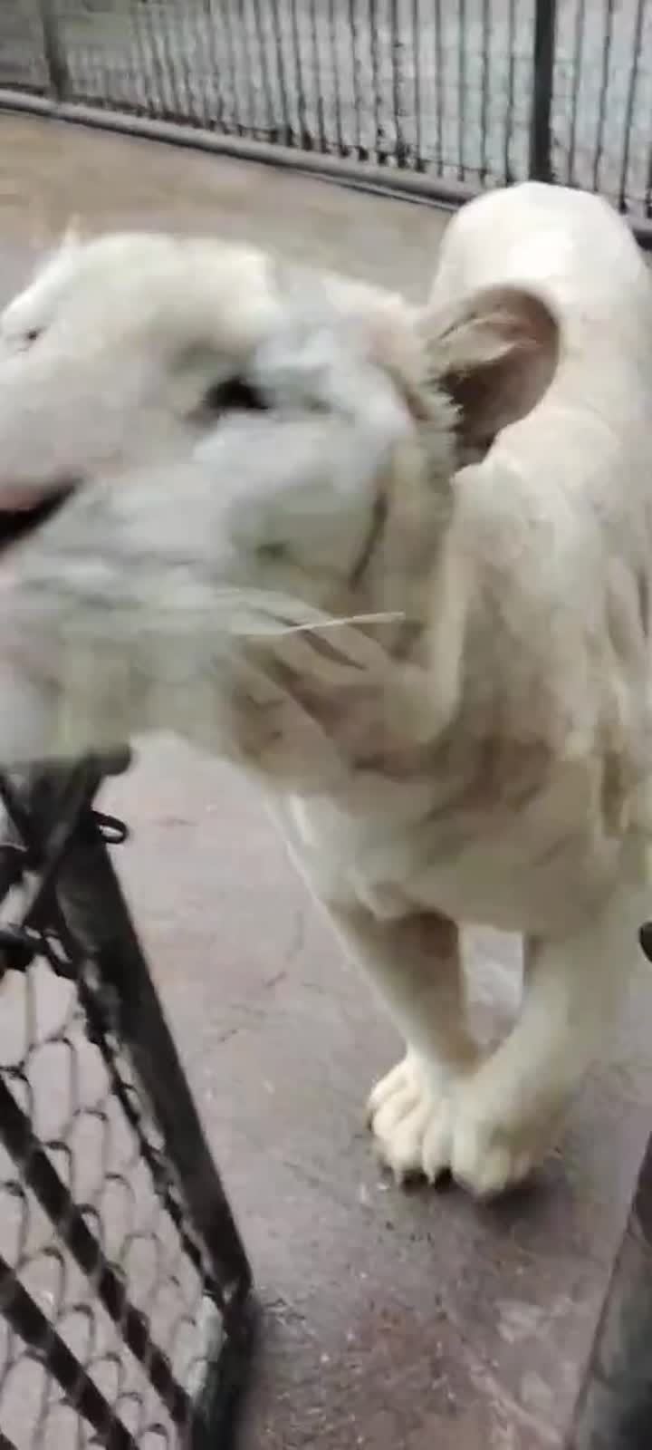 危险动作请勿模仿野生动物零距离动物园实拍视频