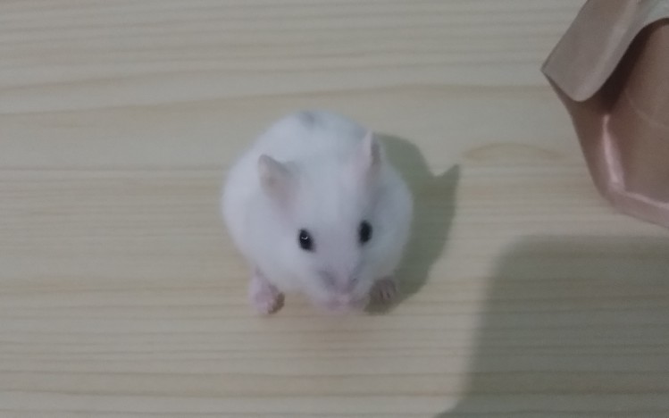 【仓鼠】仓鼠新手-观察日记1