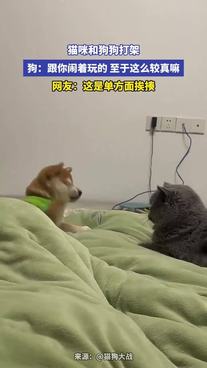猫咪和狗狗打架,狗:跟你闹着玩的 至于这么较真嘛
