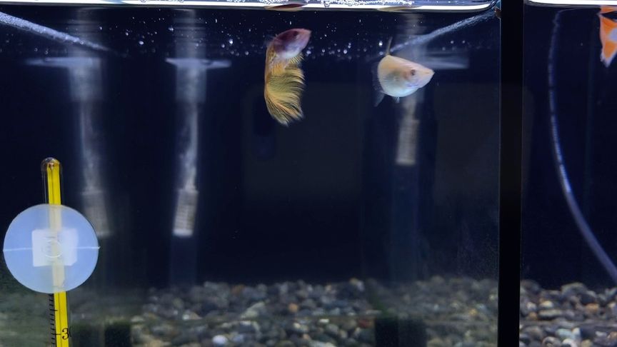 高锰酸钾,二氧化氯,建议作为消毒工具,土霉素,庆大等的用法