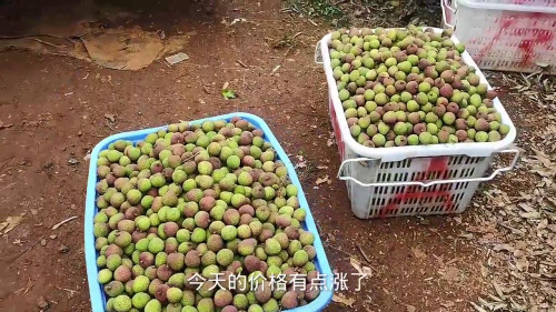 今天荔枝价格相对稳些比昨天稍微涨点,明天叫工人摘荔枝