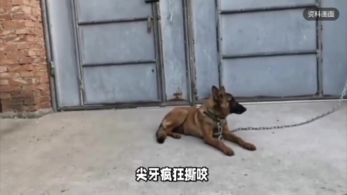 南京三只狗撕咬流浪猫!主人旁观还“练口”太残忍