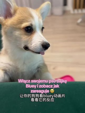 让狗狗看《布鲁伊》动画片,看看它的反应#狗狗 #柯基 #萌宠 #宠物
