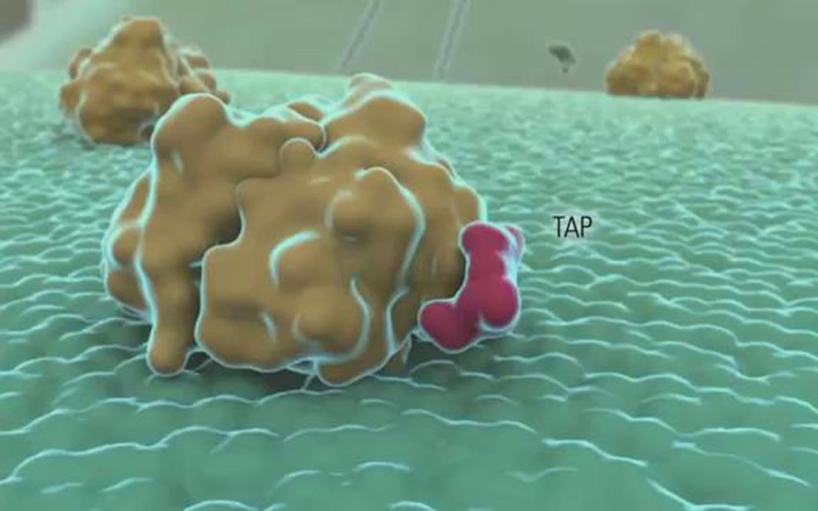 3D演示主要组织相容性复合体1类分子MHCclassI识别杀死被感染细胞...
