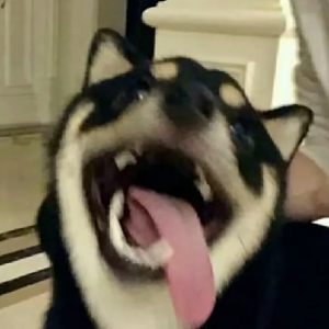 暗恋飞飞 