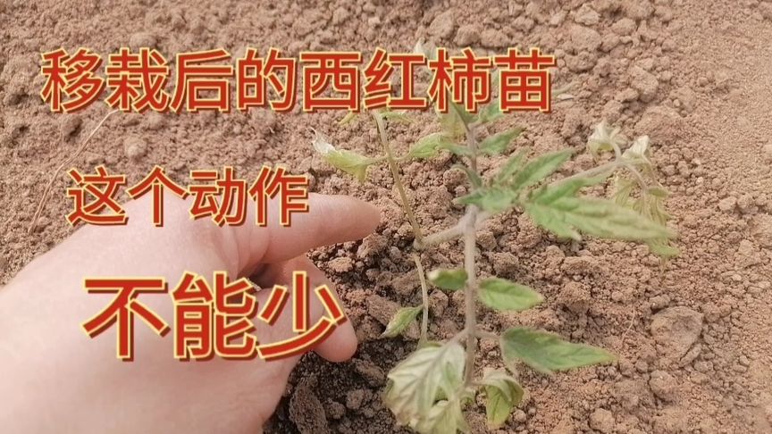 移栽后的西红柿苗,这个管理细节不能少,直接关系后期生长