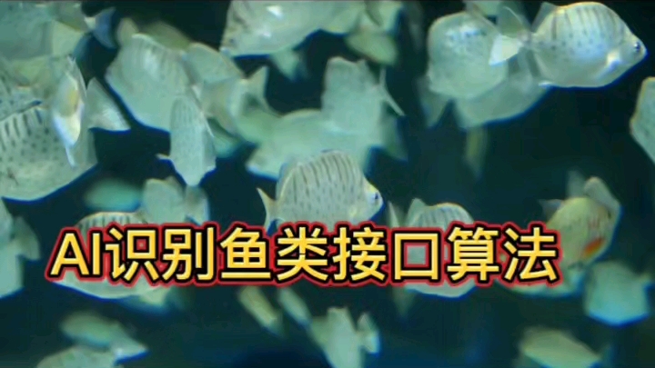 ...算法,扫描识别鱼的品种技术接口,识别鱼类在线API接口,鱼类识别接口