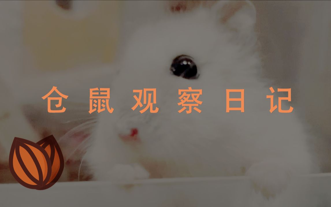 仓鼠观察日记 之【小仓鼠的可爱暴击】