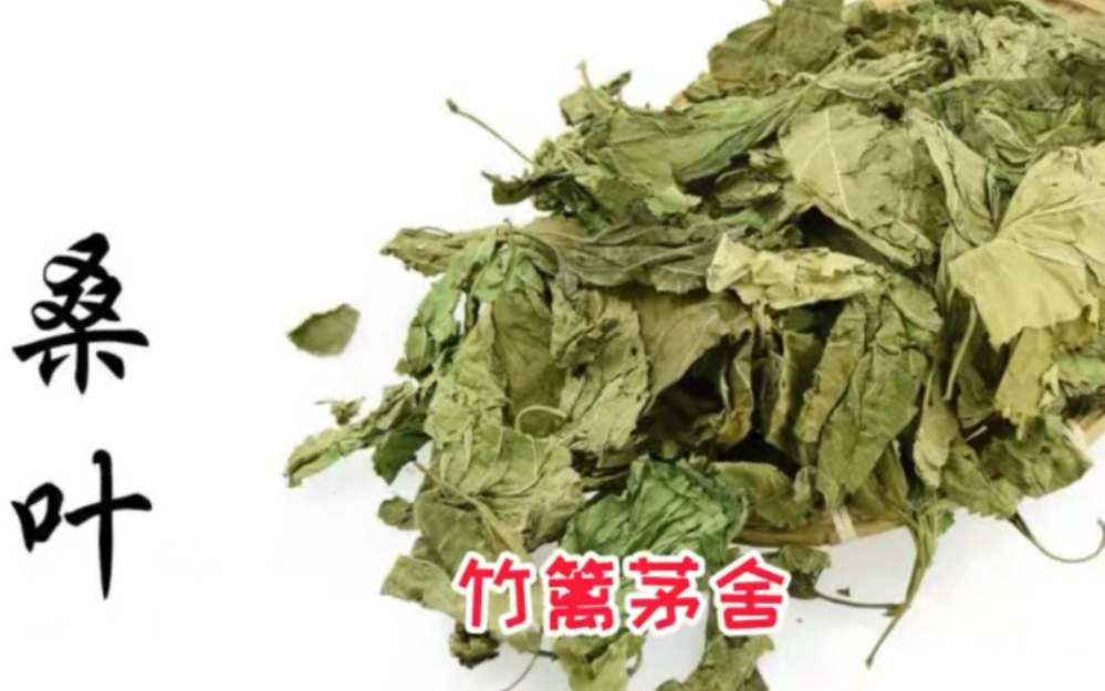 听故事学中医,中药药性:《一味桑叶止盗汗》
