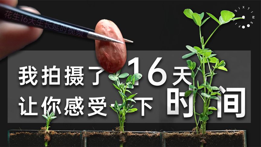 花生,你知道它是如何生长的吗?我花了16天拍摄它的生长过程。