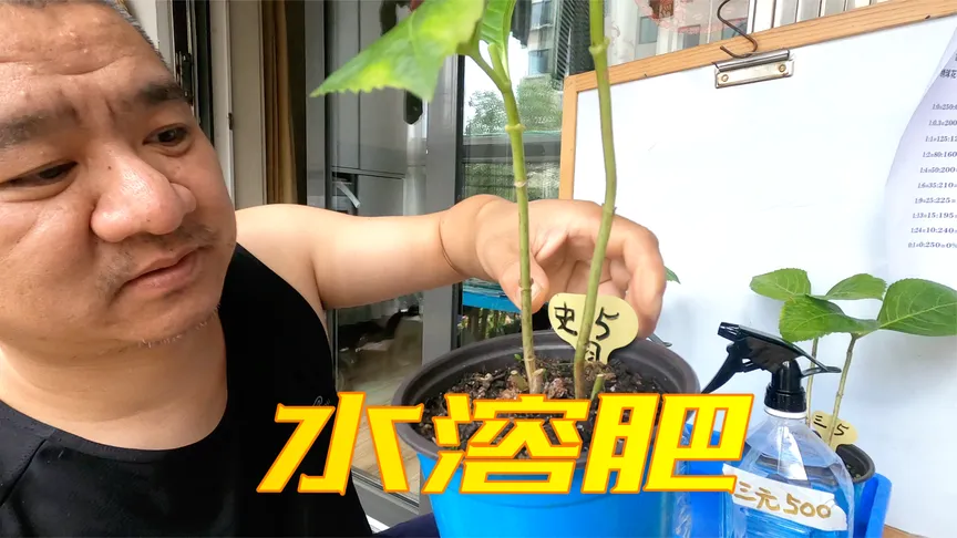 继续绣球花水溶肥对比实验:花多多1号、史丹利均衡、普通三元肥