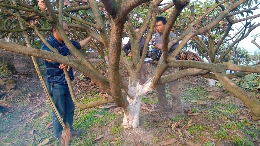 四川种植技术员,重庆阿姨枇杷树枝大又密果少,轻松取枝就搞定!