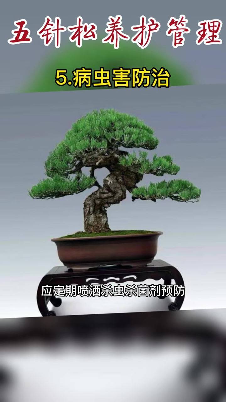 五针松养护与管理#盆景#盆景艺术 #盆景制作