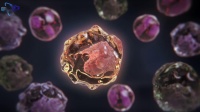 3D动画演示:究竟什么是lncRNA